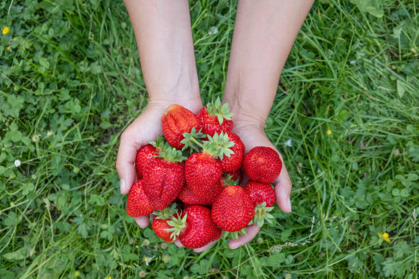 Free Stock Photo of A group of strawberries on a white surface ...