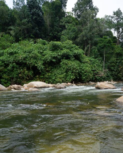 Sungai Pictures | Download Free Images on Unsplash