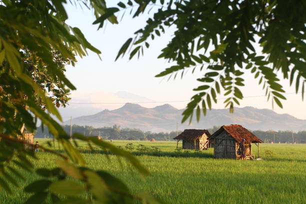 Residential Paddy Field Step - Free photo on Pixabay - Pixabay