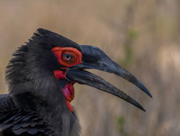 30,000+ Big Bird Pictures | Download Free Images on Unsplash