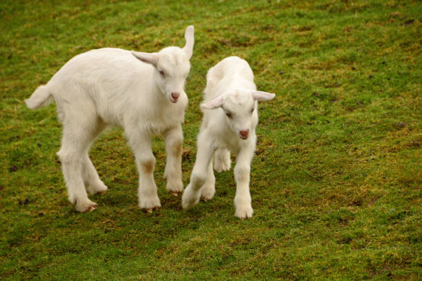 White Goat Pictures | Download Free Images on Unsplash