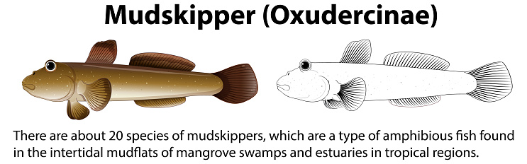 Mudskipper Movement Vector Concept Stock Illustration - Download Image ... Mudskipper Movement Vector Concept Stock Illustration - Download Image ...