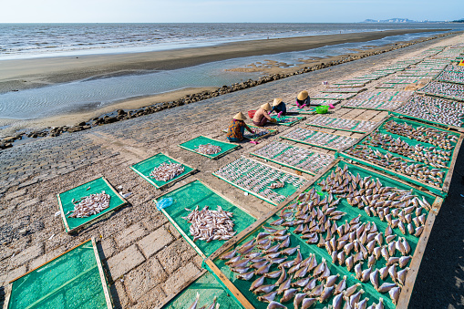 Pekerja Mengeringkan Ikan Di Desa Nelayan Di Pantai Phuoc Tinh
