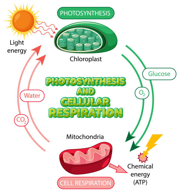 60+ Cellular Respiration In Plants Stock Illustrations, Royalty-Free ... 60+ Cellular Respiration In Plants Stock Illustrations, Royalty-Free ...