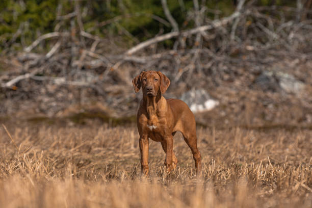 Free picture: dog, pet, canine, hunting dog, portrait, cute, animal ...