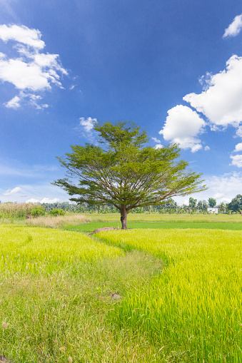 Foto de O Campo De Arroz Verde Com Fundo Do Céu E Da Nuvem Conceito ... Foto de O Campo De Arroz Verde Com Fundo Do Céu E Da Nuvem Conceito ...