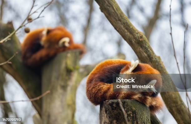 Foto de Dois Pandas Vermelhos Deitados Nos Galhos Das Árvores No Topo ... Foto de Dois Pandas Vermelhos Deitados Nos Galhos Das Árvores No Topo ...