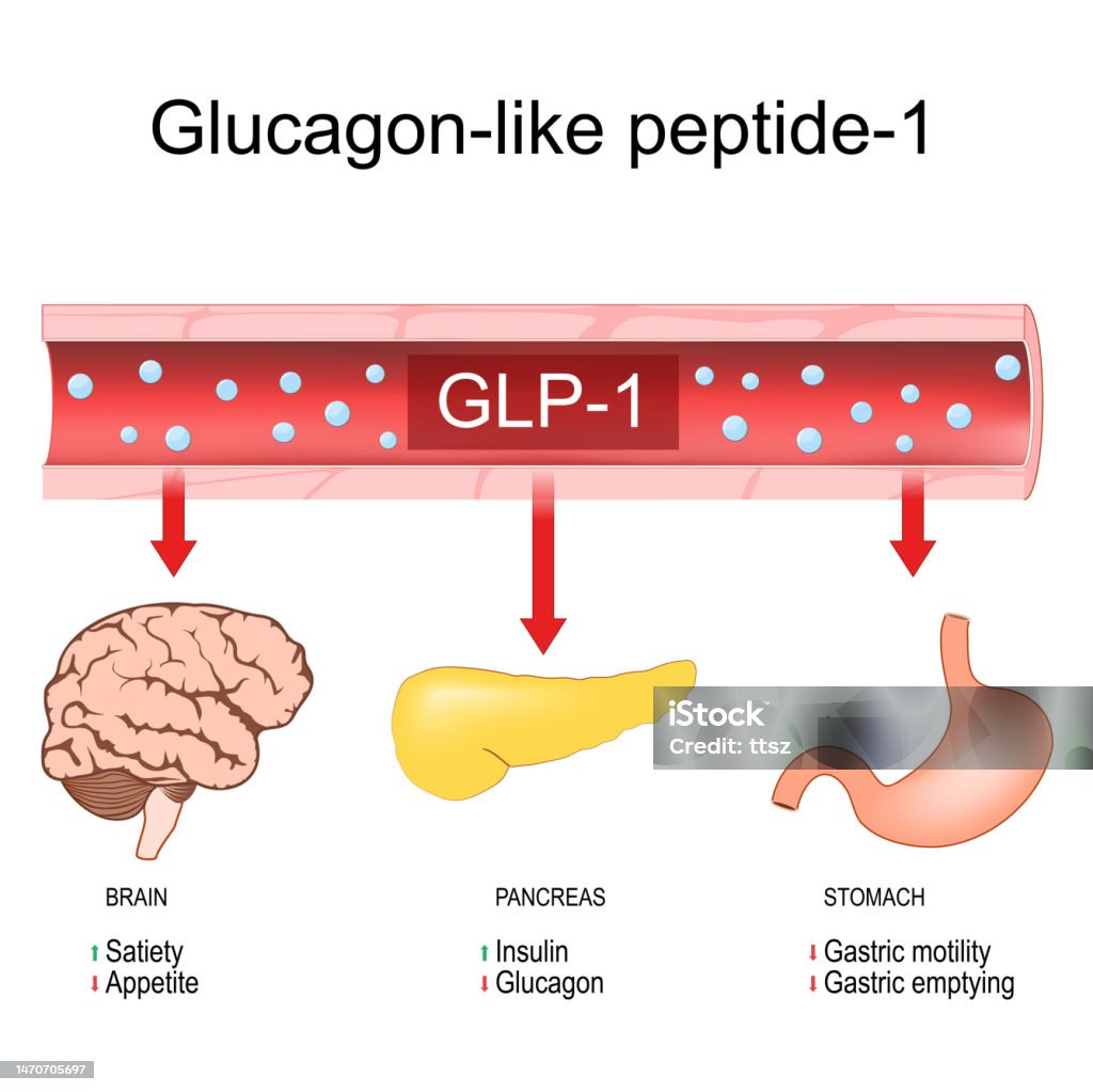 Glucagon Wie Peptid 1 Clp1 Stock Vektor Art und mehr Bilder von ... Glucagon Wie Peptid 1 Clp1 Stock Vektor Art und mehr Bilder von ...