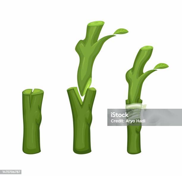 Plant Grafting Technique Information Illustration Vector Stock ... Plant Grafting Technique Information Illustration Vector Stock ...