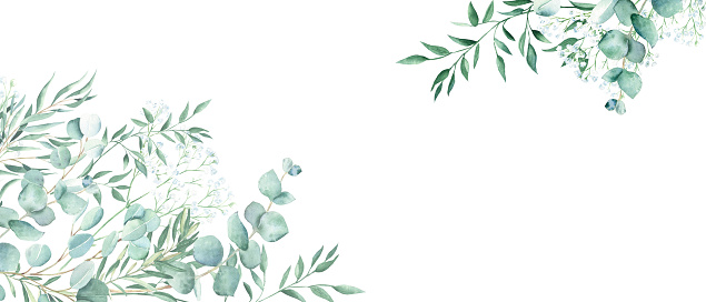 Bannière Daquarelle Florale Branches Vertes Deucalyptus Dolivier De