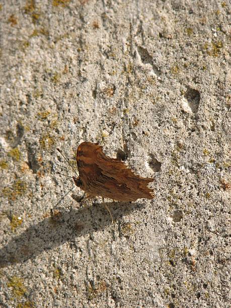 Butterfly C Falter Edelfalter - Free photo on Pixabay