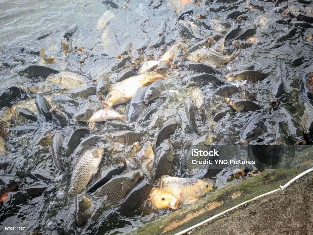 Kumpulan Ikan Koi Dan Ikan Lainnya Berdesakdesakan Mengisi Permukaan ... Kumpulan Ikan Koi Dan Ikan Lainnya Berdesakdesakan Mengisi Permukaan ...