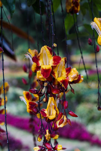 Free Stock Photo of Red Trumpet Crossvine | Download Free Images and ...