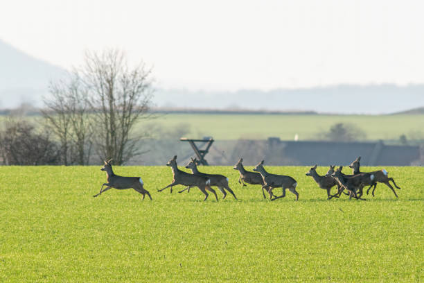Free Stock Photo of Deer in Field With Fire in Background | Download ...