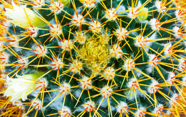 Free picture: spike, nature, sharp, cactus, flower, desert, flora, leaf
