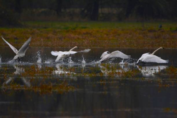 Free picture: swans, wetlands, lake, migration, birds