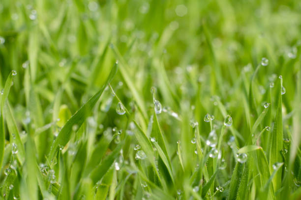 Free picture: close-up, grassland, dew, grass, moisture, wet ...