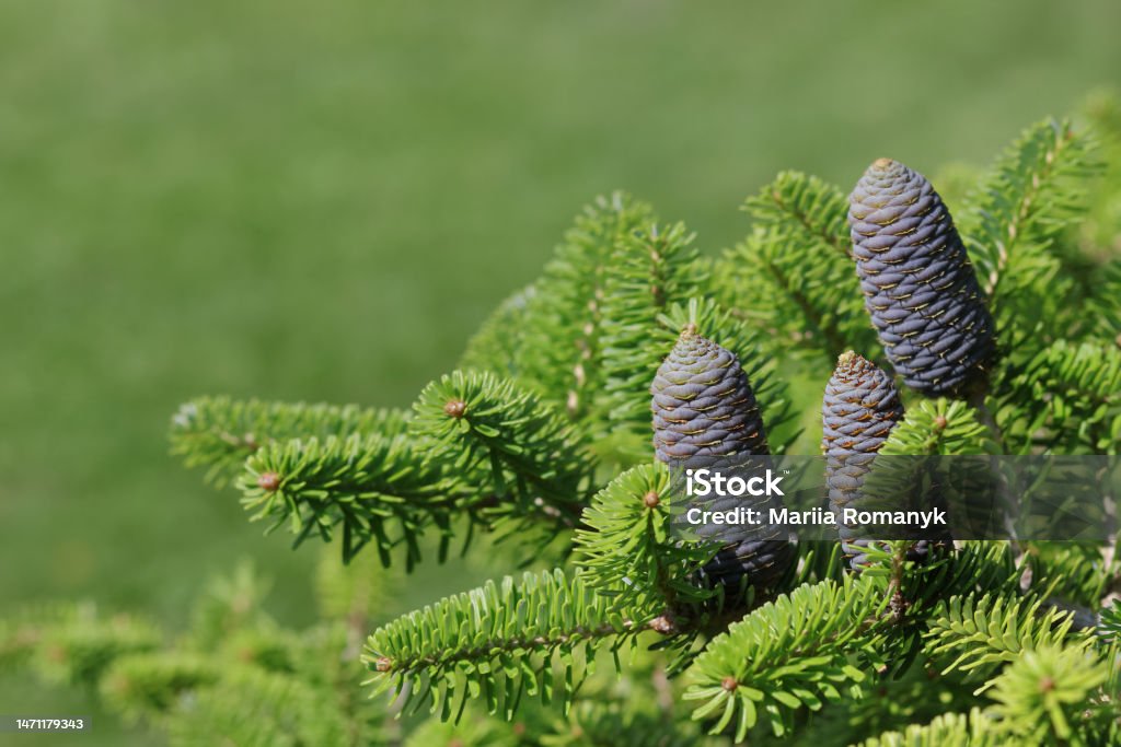 Evergreen Coniferous Tree Korean Fir Tree Cones Korean Fir Tree On A Green Background Fir Abies