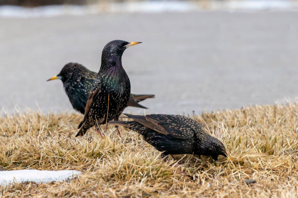 Free Stock Photo of starling in winter | Download Free Images and Free ...