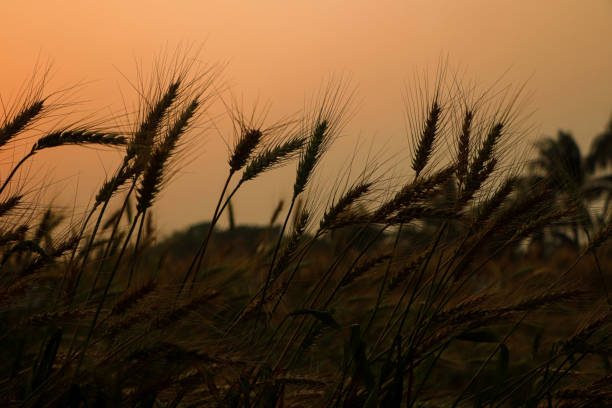 Free picture: sunny, wheatfield, summer season, idyllic, bright ...