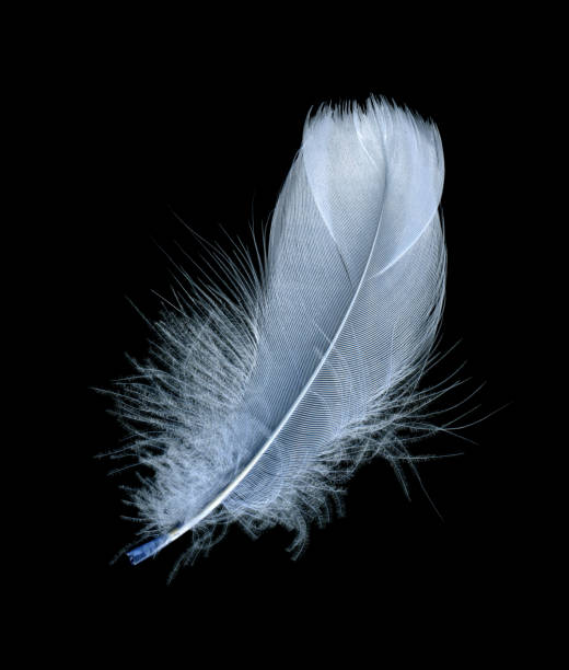 Free Stock Photo of Single Feather on Black Surface | Download Free ...