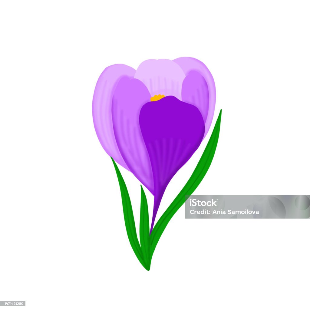 美しいクロッカスの花春の花白い背景に紫色の花花束つぼみ花びら咲く イラストレーションのベクターアート素材や画像を多数ご用意