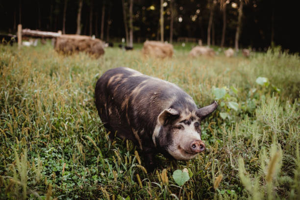 Free Stock Photo of Large White Pig Standing on Top of Lush Green Field ...