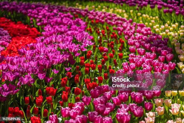 Taman Bunga Keukenhof Taman Tulip Terbesar Di Dunia Lisse Belanda Foto ... Taman Bunga Keukenhof Taman Tulip Terbesar Di Dunia Lisse Belanda Foto ...