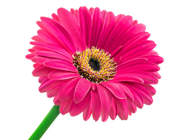 Blume Pictures | Download Free Images on Unsplash