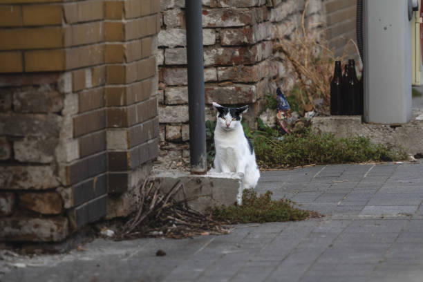 Grumpy Cat Pictures | Download Free Images on Unsplash