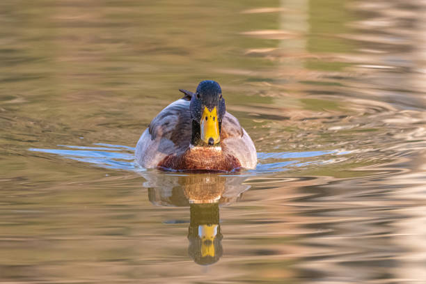 Free picture: beak, close-up, colorful, head, mallard, nature, wing ...