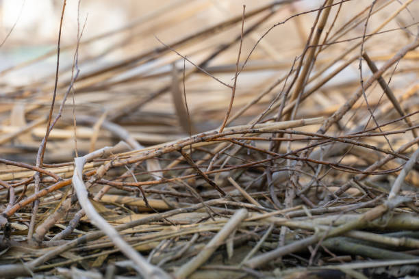 Free picture: coast, swamp, reeds, reed grass, aquatic plant, autumn ...