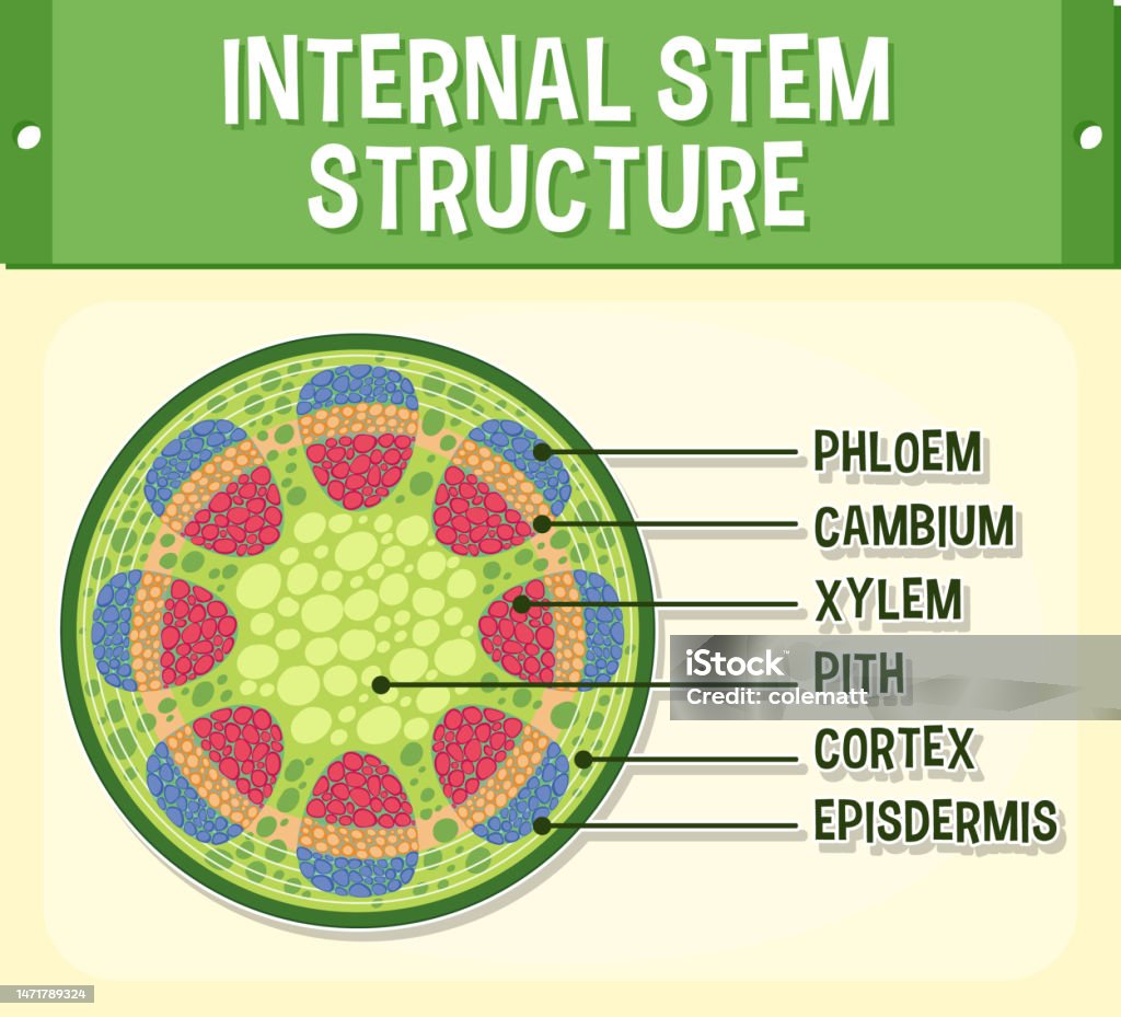 Internal Structure Of Stem Diagram Stock Illustration - Download Image ... Internal Structure Of Stem Diagram Stock Illustration - Download Image ...