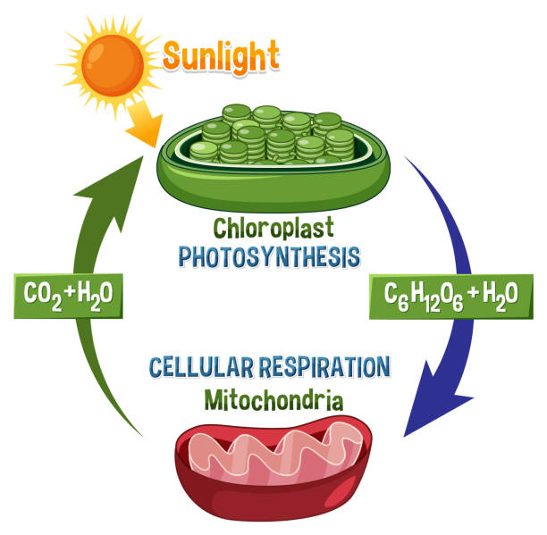 60+ Cellular Respiration In Plants Stock Illustrations, Royalty-Free ... 60+ Cellular Respiration In Plants Stock Illustrations, Royalty-Free ...