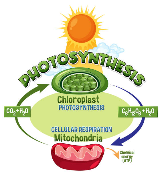 60+ Cellular Respiration In Plants Stock Illustrations, Royalty-Free ... 60+ Cellular Respiration In Plants Stock Illustrations, Royalty-Free ...