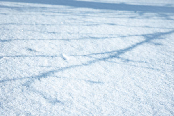 Free Stock Photo of Shadows on the snow | Download Free Images and Free ...
