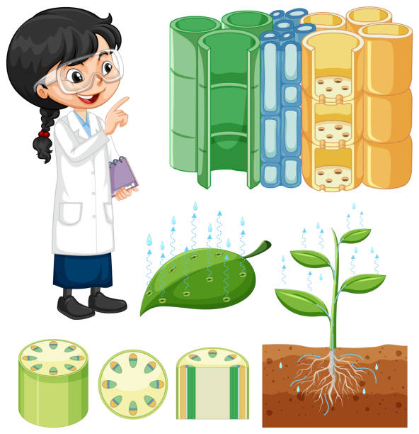 Unlabeled Plant Cell