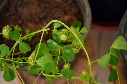 Medicago Polymorpha Is A Plant Species Of The Genus Medicago It Is