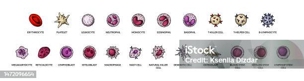 Named Different Types Of Blood Cells Microbiology Poster For Education ... Named Different Types Of Blood Cells Microbiology Poster For Education ...