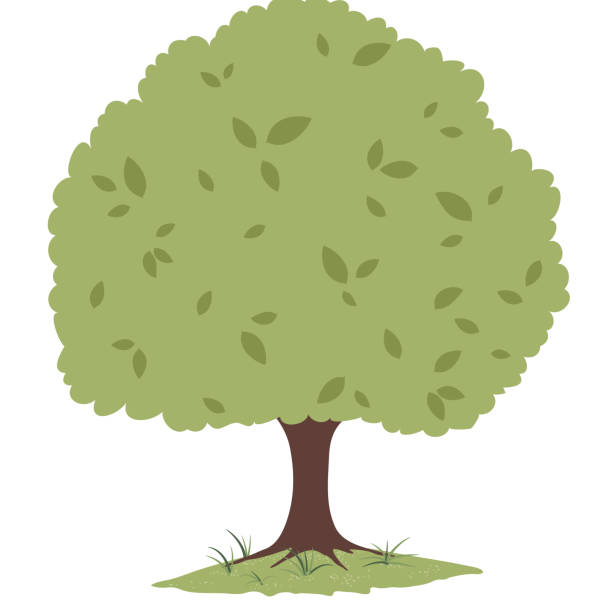 Kids shade tree Clipart Vector PNG , SVG, EPS, PSD, AI