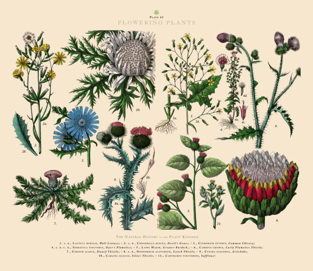 30 Stemless Carline Thistle Illustrations Stock Illustrations Royalty Free Vector Graphics
