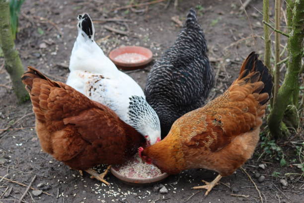 Free picture: Adorable domestic chicken with hen feeding