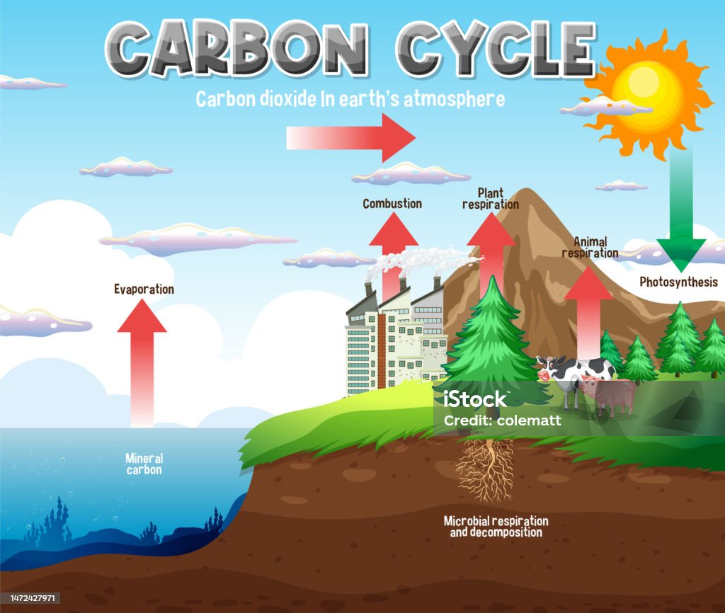 Diagram Siklus Karbon Untuk Pendidikan Sains Ilustrasi Stok Unduh Gambar Sekarang Batu Bara