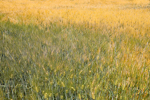 Free picture: Yellowish brown wheat field in summer season in countryside