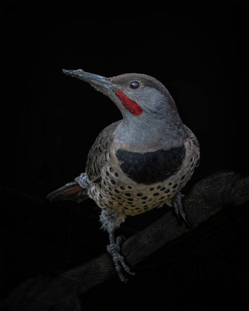 Free flicker stock photos. Download the best free flicker images at ...