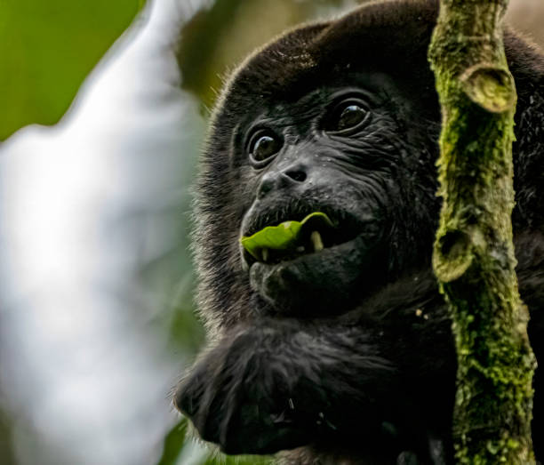 Free picture: wild, tree, animal, cute, nature, wildlife, monkey, primate