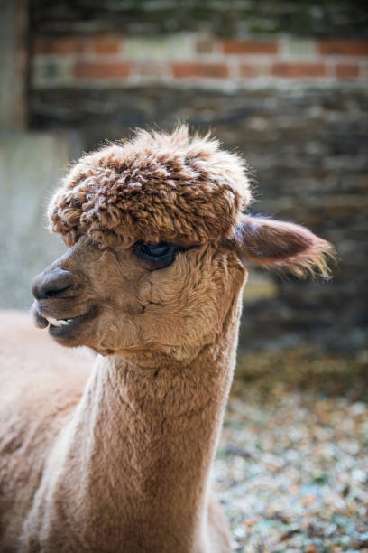 Funny Alpaca Wallpaper