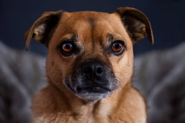 Free picture: dog, pinscher, adorable, miniature, head, close-up ...