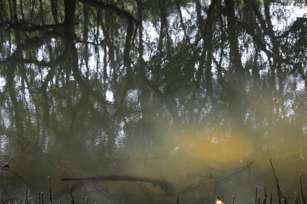 Bayou Louisiana Marsh - Free photo on Pixabay - Pixabay