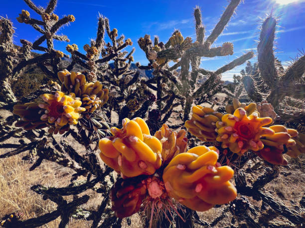 Free Stock Photo of Sharp spines of a cholla cactus | Download Free ...